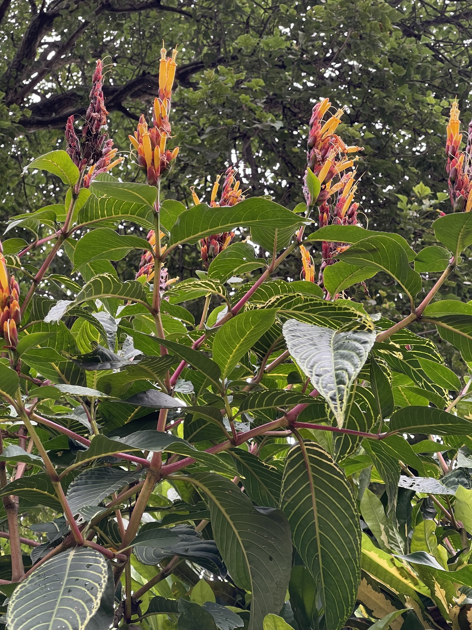 Sanchezia parvibracteata Sprague & Hutch.