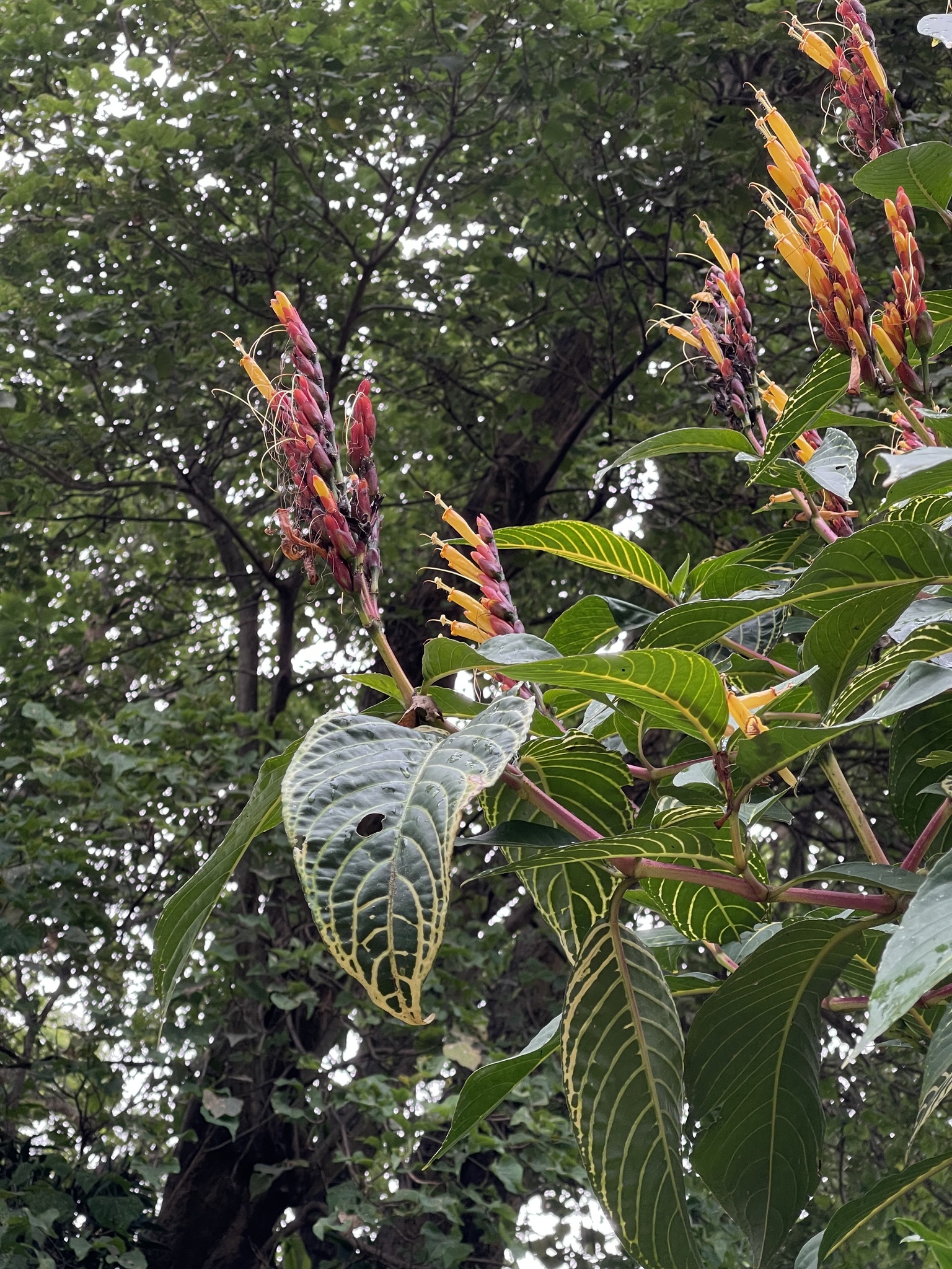 Sanchezia parvibracteata Sprague & Hutch.