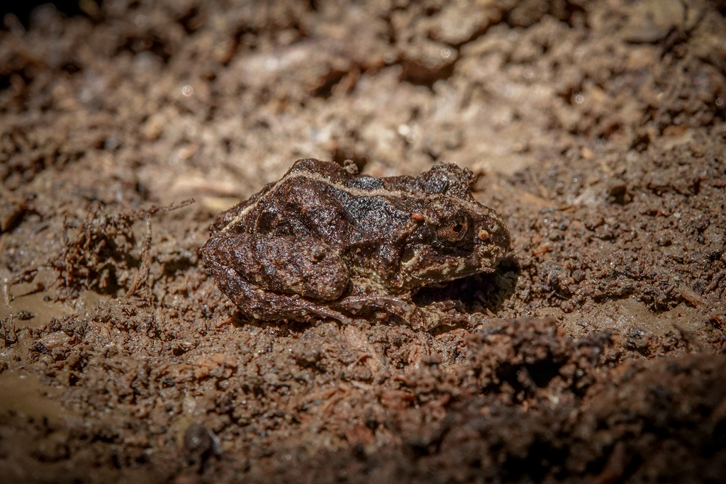Valdivia Ground Frog in December 2022 by Benjamin Gallardo · iNaturalist