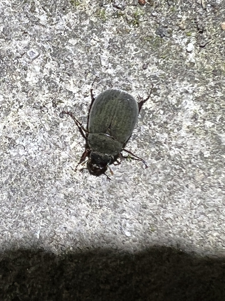 Maladera in April 2023 by filianore · iNaturalist