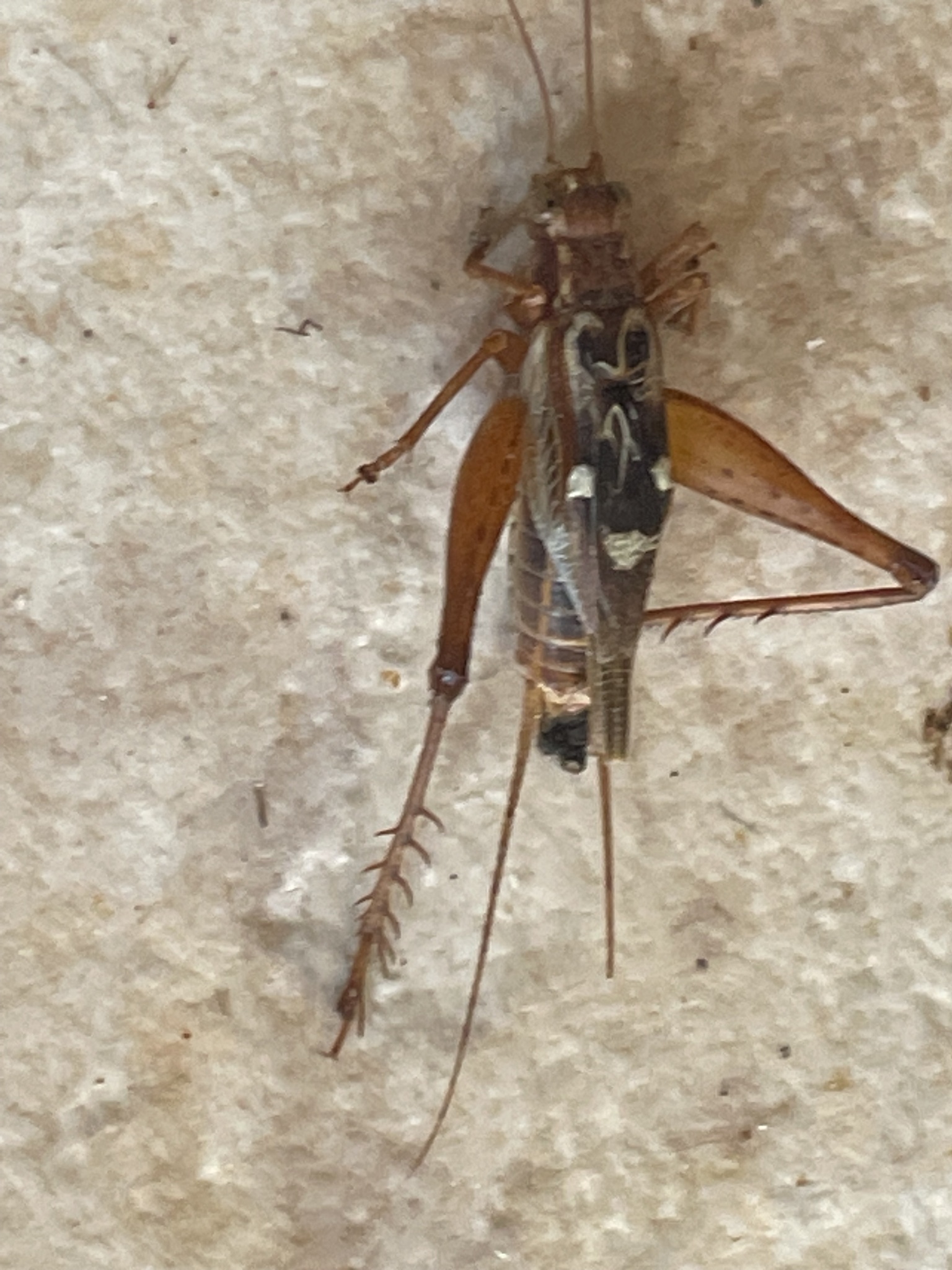 Cardiodactylus Saussure, 1878