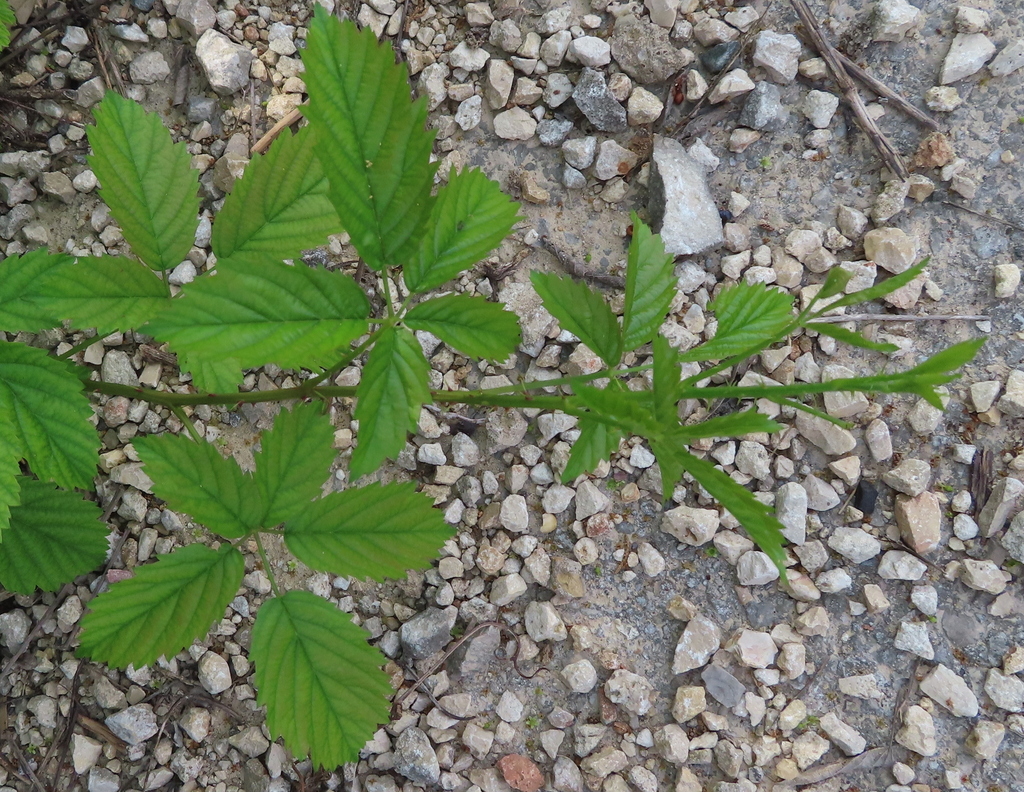 southern dewberry from Williamson, Texas, United States on April 02 ...