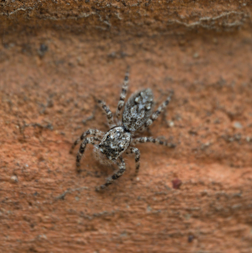 Tan Jumping Spider from Pawnee County, OK, USA on April 02, 2023 at 04: ...