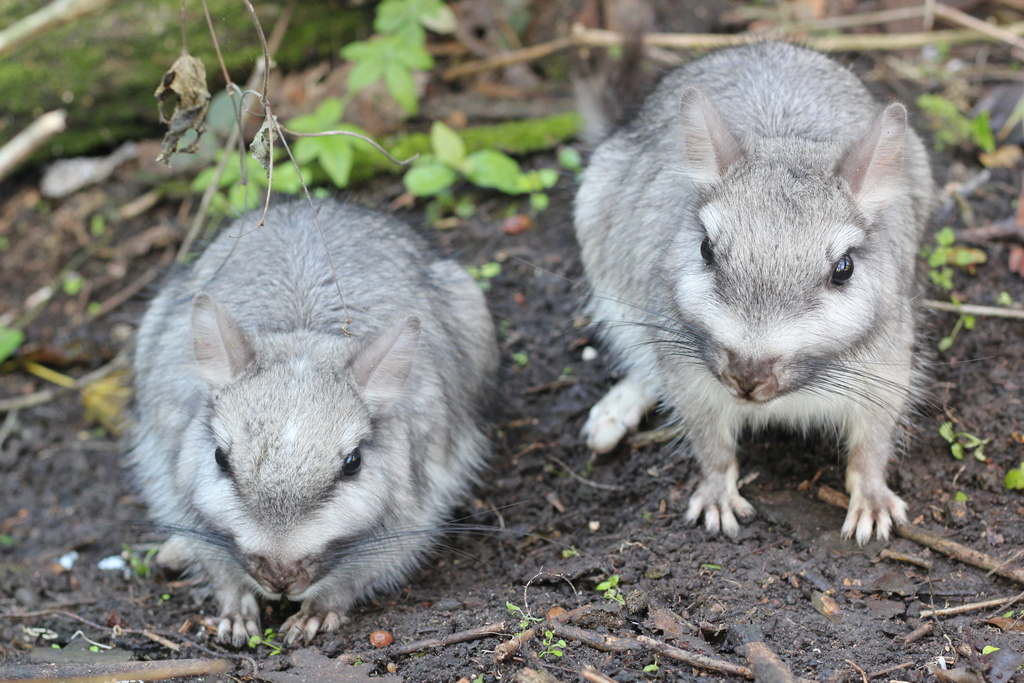 Chinchillas and Viscachas (Chinchillidae) - Know Your Mammals