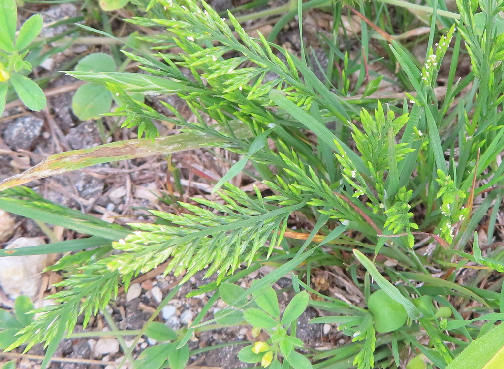 Fern-grass from Williamson, Texas, United States on April 02, 2023 at ...