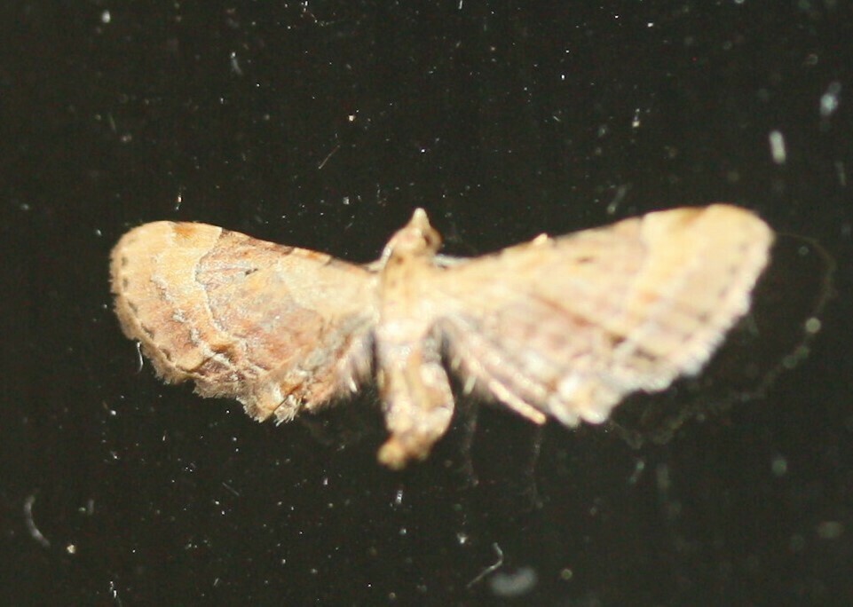 Mesoptila compsodes from Tathra NSW 2550, Australia on April 2, 2023 at ...