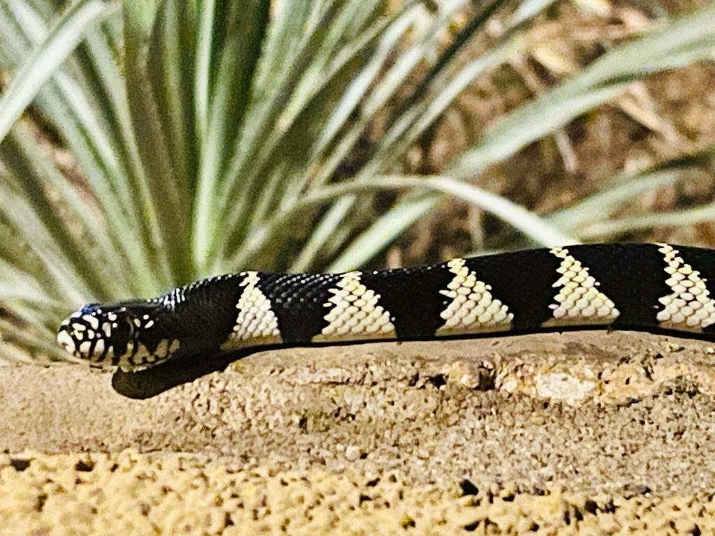 California King Snake from Bosque Nacional De Tonto, Pine, AZ, US on ...