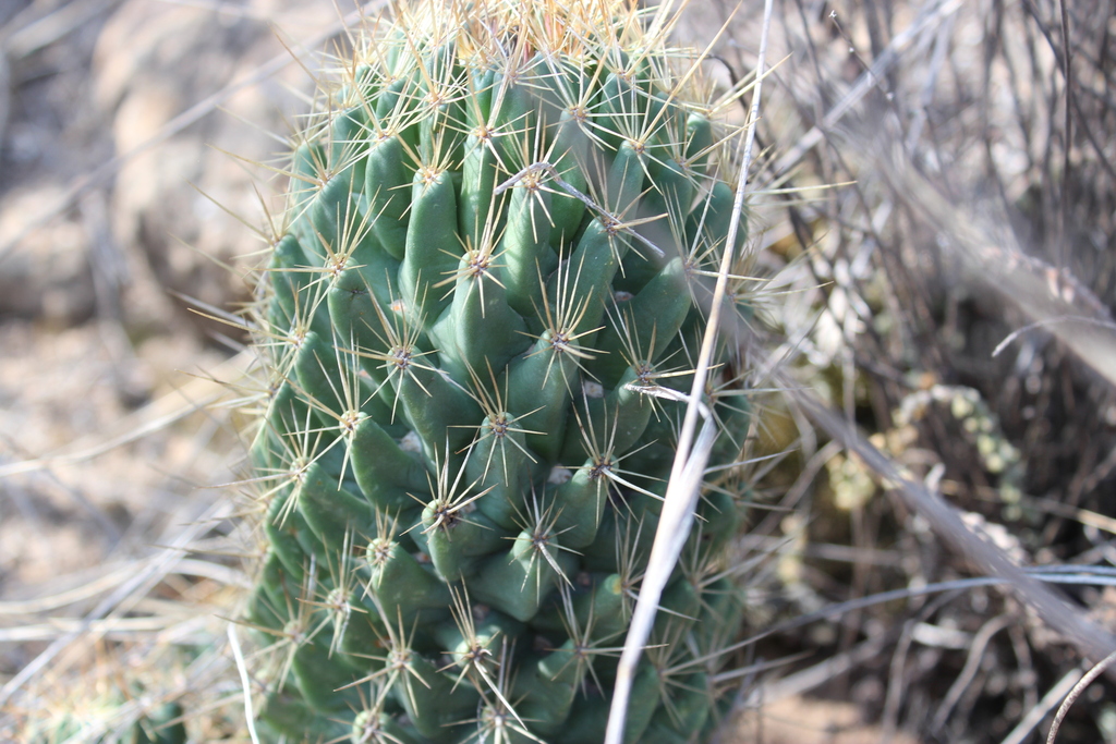 Coryphantha octacantha in April 2023 by Noemí Velasco Rubí · iNaturalist