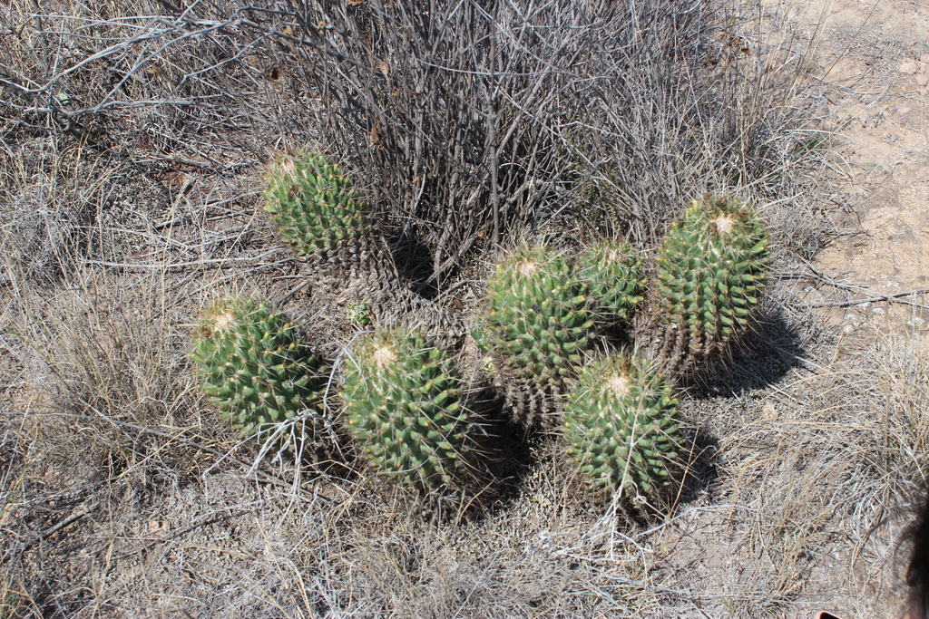 Coryphantha octacantha in April 2023 by Noemí Velasco Rubí · iNaturalist