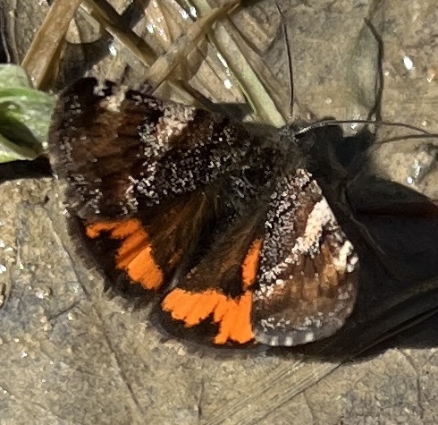 Infant Moth from Sherman Hollow Rd, Huntington, VT, US on April 01 ...