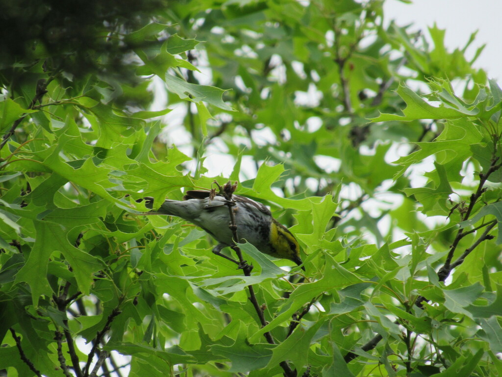 Golden-cheeked Warbler in April 2023 by Caleb Helsel · iNaturalist