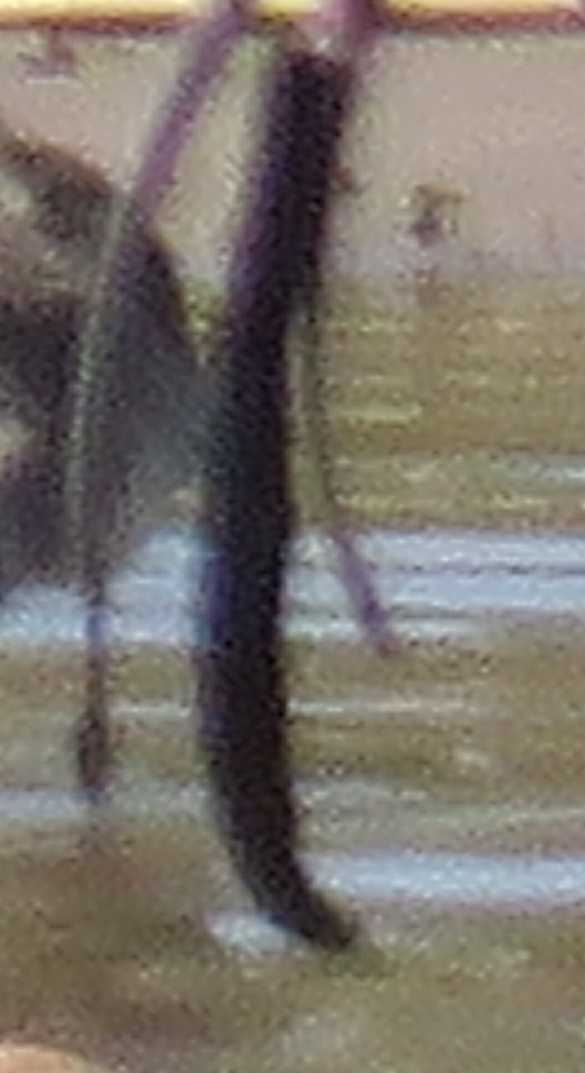 Western Lesser Siren from Post City Park, Post, TX 79356, USA on April ...