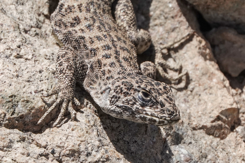 Leopard Smooth-throated Lizard (Liolaemus leopardinus) - Snakes and Lizards