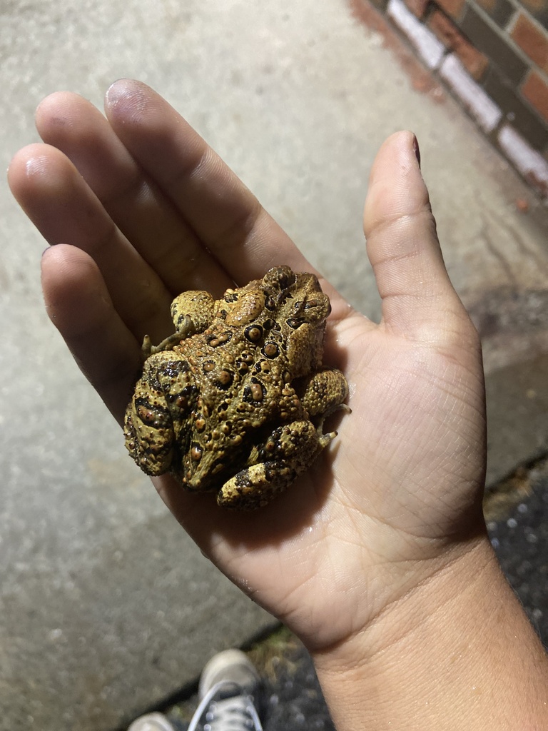 American Toad from College Hill, Johnson, VT, US on September 13, 2022 ...