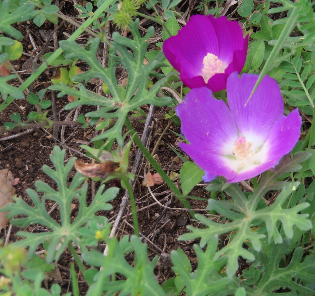 winecup mallow from Williamson, Texas, United States on April 02, 2023 ...
