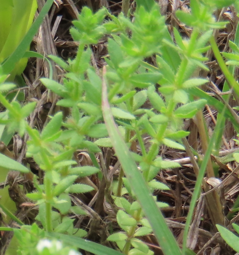 Southwestern bedstraw from Williamson, Texas, United States on April 02 ...
