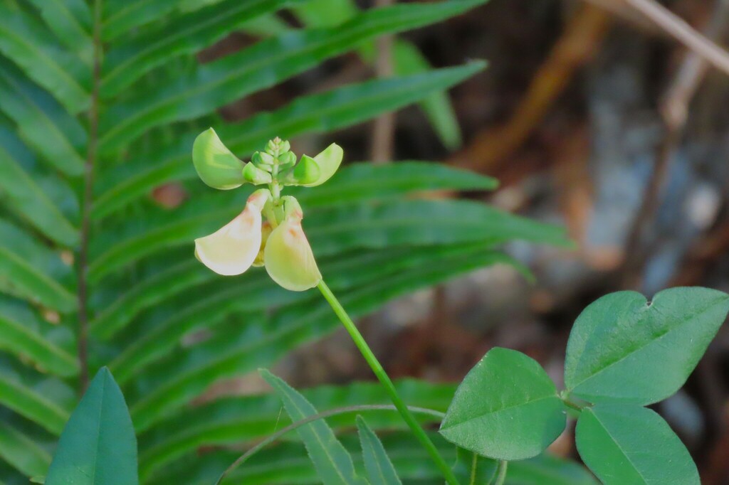 Wild Cowpea from Six Mile Cypress Slough Preserve, Fort Myers, FL 33966 ...