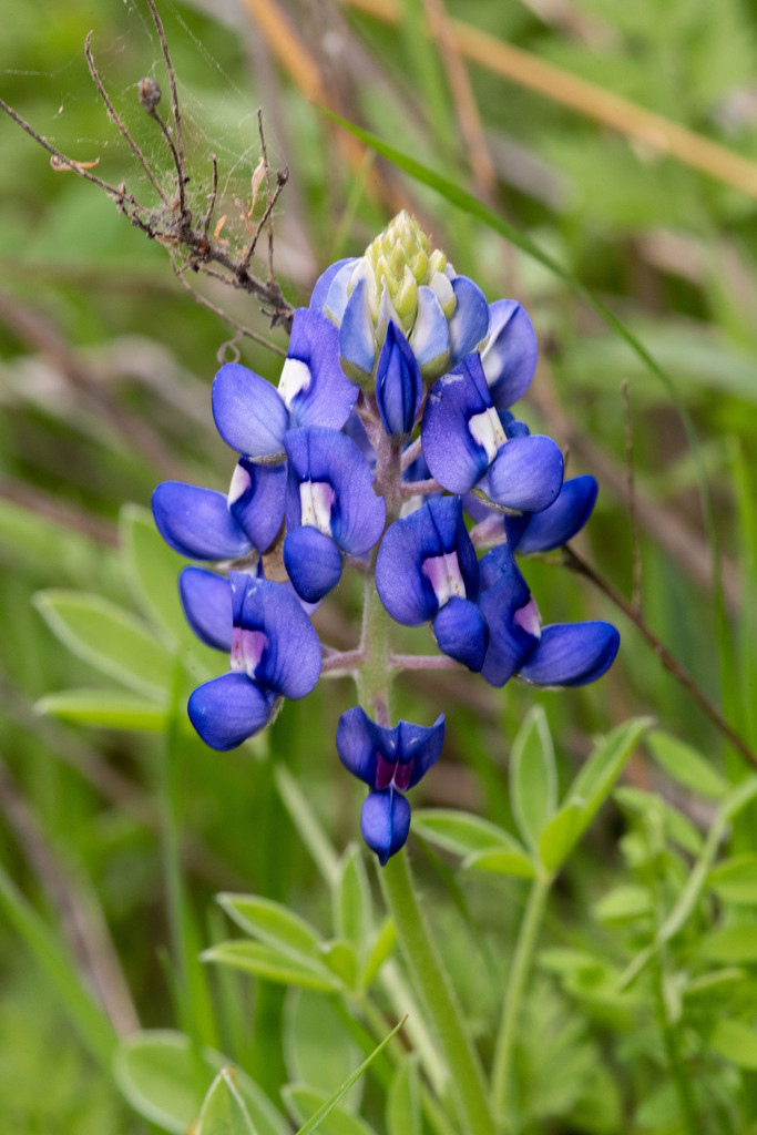 Texas bluebonnet from Lewisville, TX, USA on April 02, 2023 at 03:20 PM ...