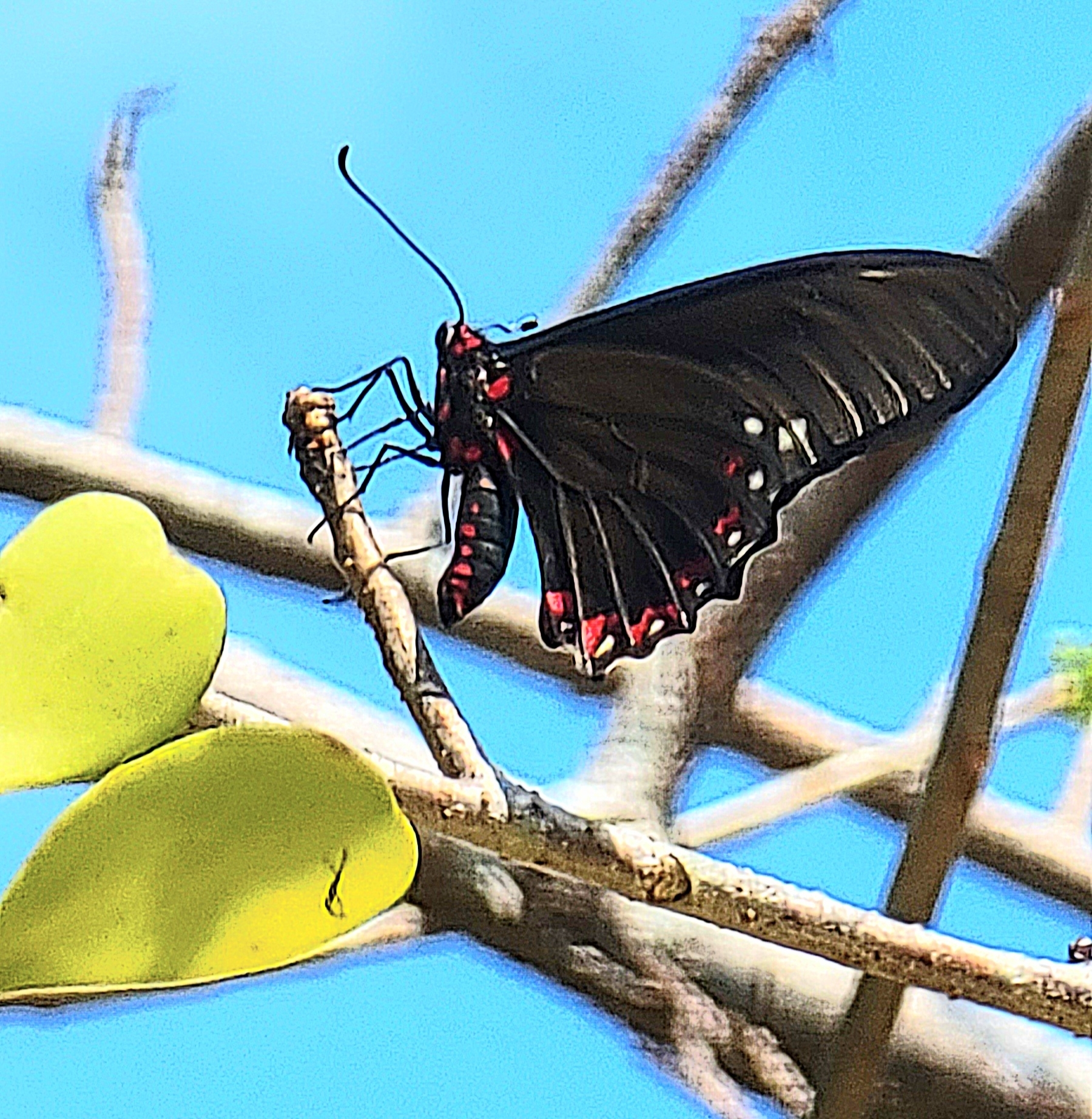 Mimoides phaon (Boisduval, 1836)