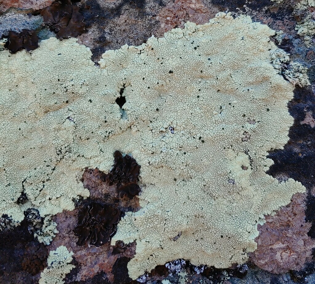 Mountain Lichens from Cochise County, AZ, USA on October 24, 2022 at 10 ...