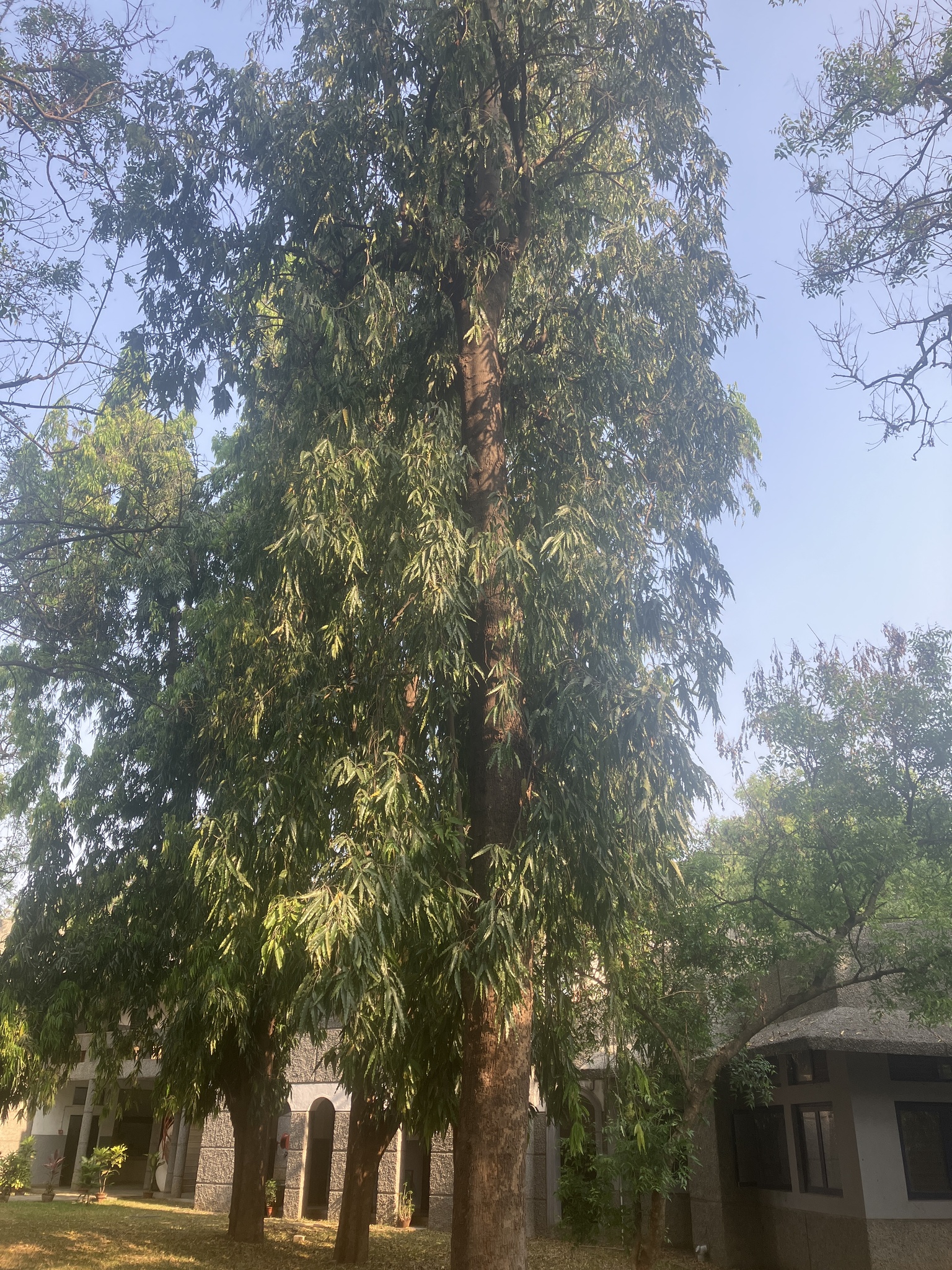 Polyalthia longifolia (Sonn.) Thwaites