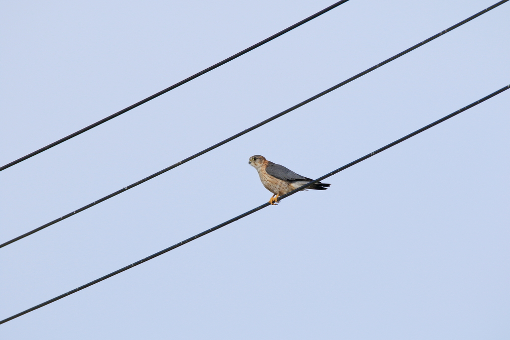 Pacific Merlin in December 2021 by ymmus · iNaturalist
