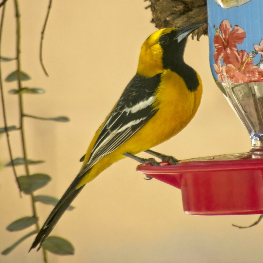 Hooded Oriole from Canyon Trails South, Goodyear, AZ 85338, USA on ...