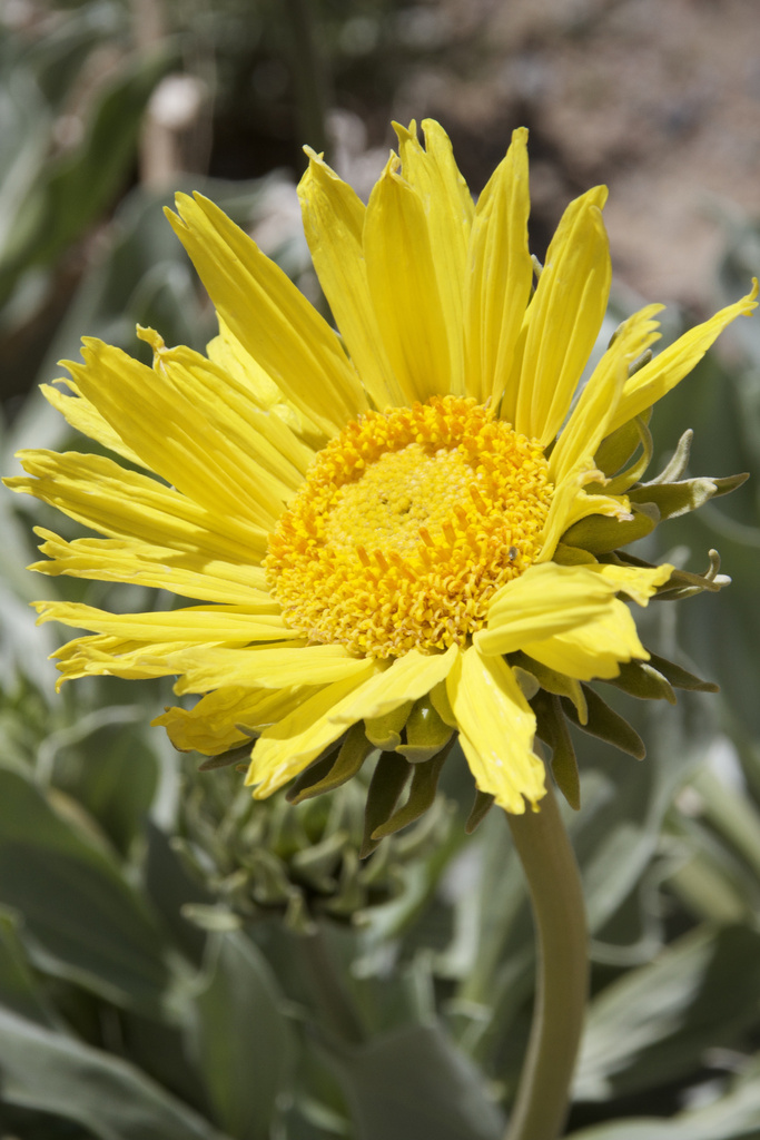 Panamint Daisy in April 2023 by Bryce Silver-Bates · iNaturalist