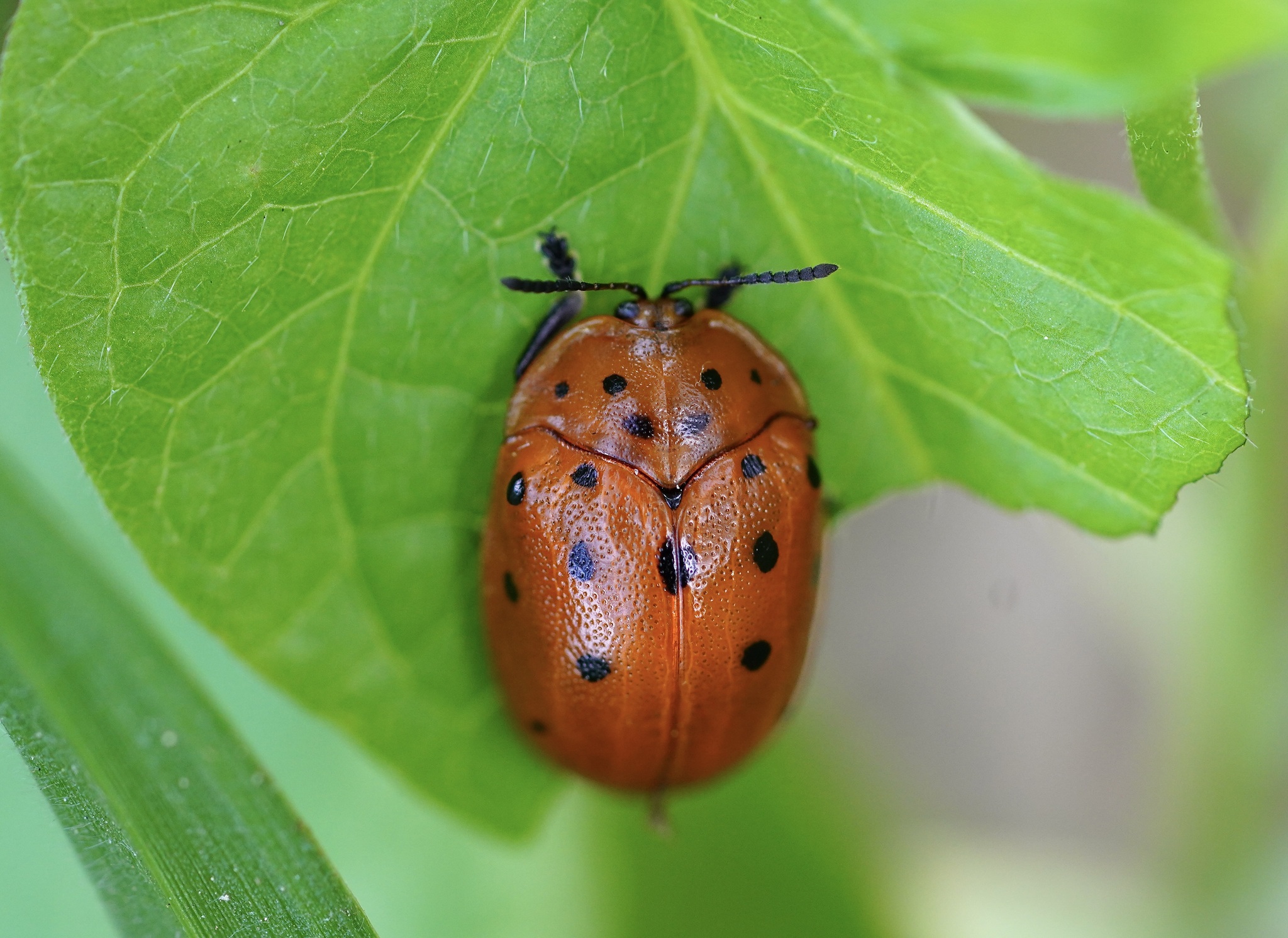 Chelymorpha cassidea (Fabricius, 1775)