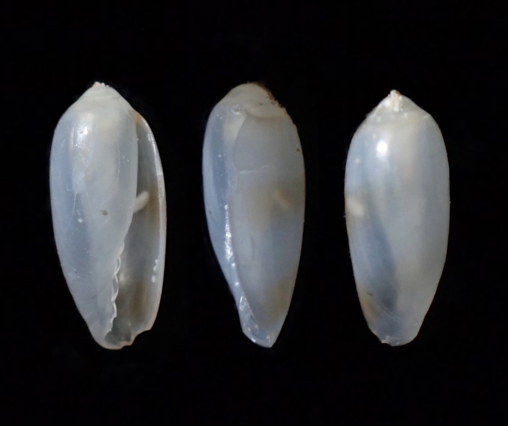 Volvarina albolineata (d'Orbigny, 1842)