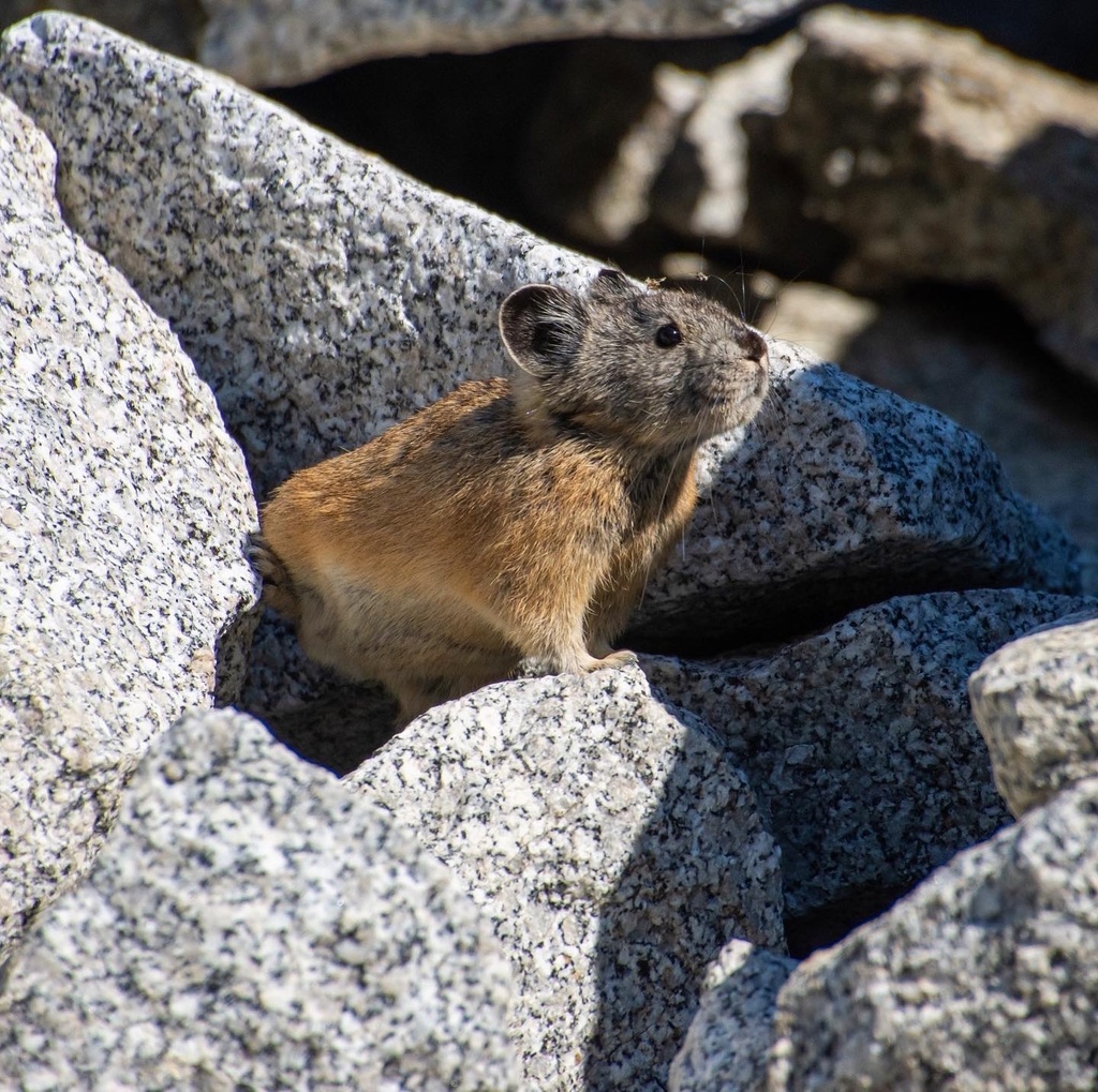 Gray-headed Pika (Ochotona princeps schisticeps) - Know Your Mammals