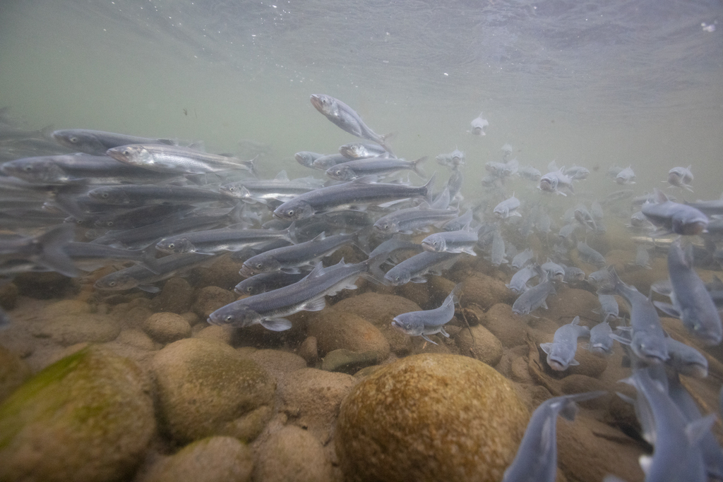 Eulachon (Thaleichthys pacificus) - Marine Life Identification