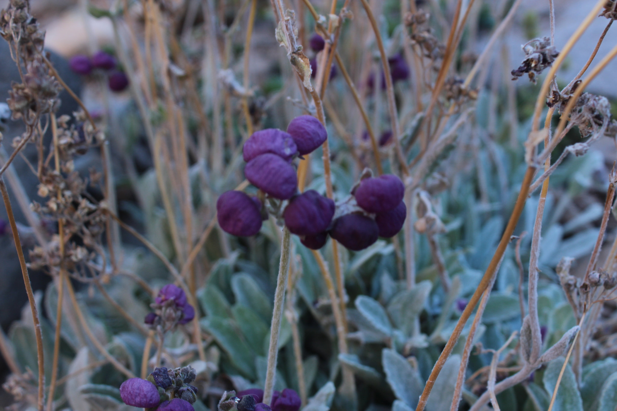 Calceolaria arachnoidea Graham