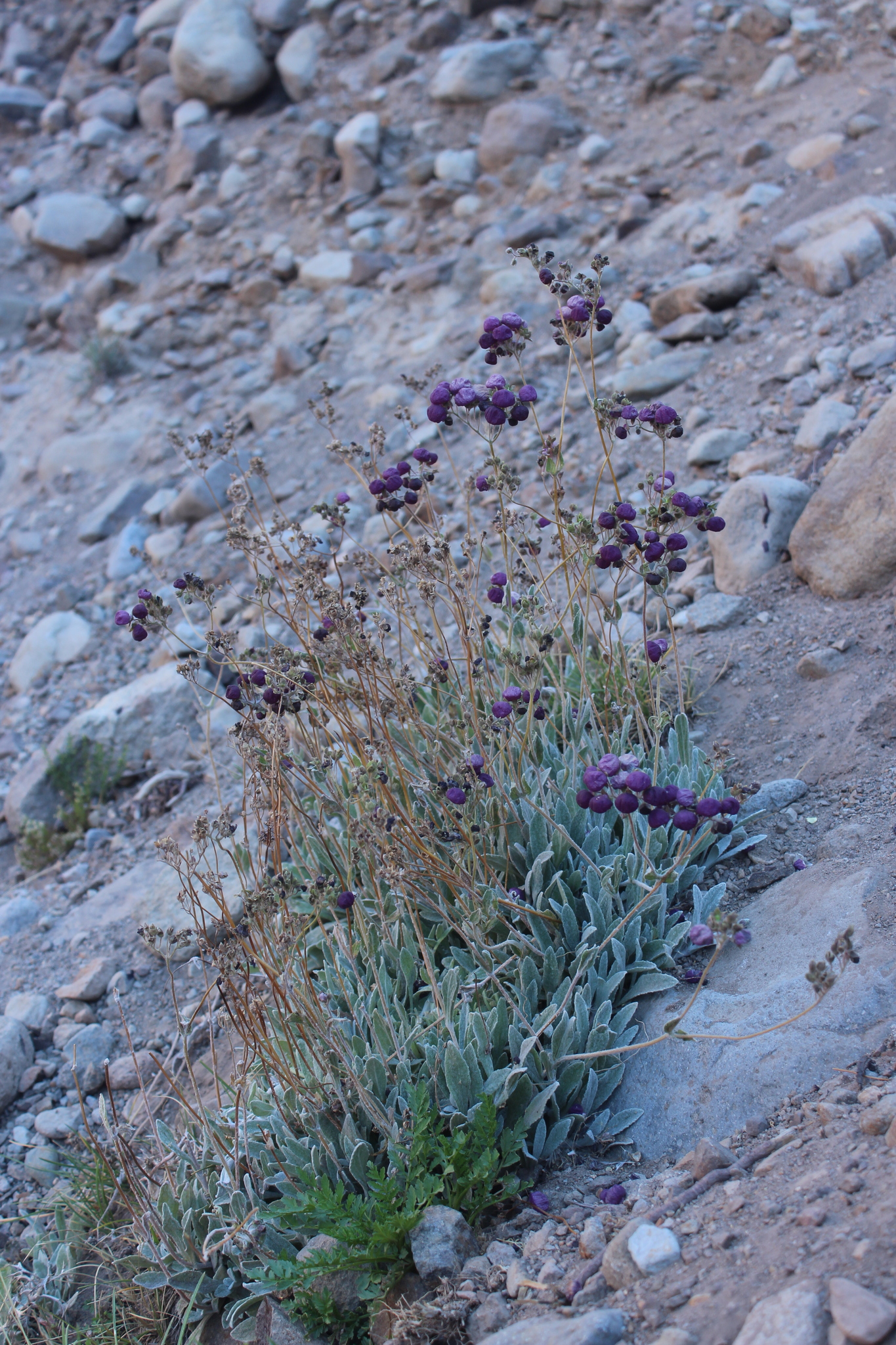Calceolaria arachnoidea Graham