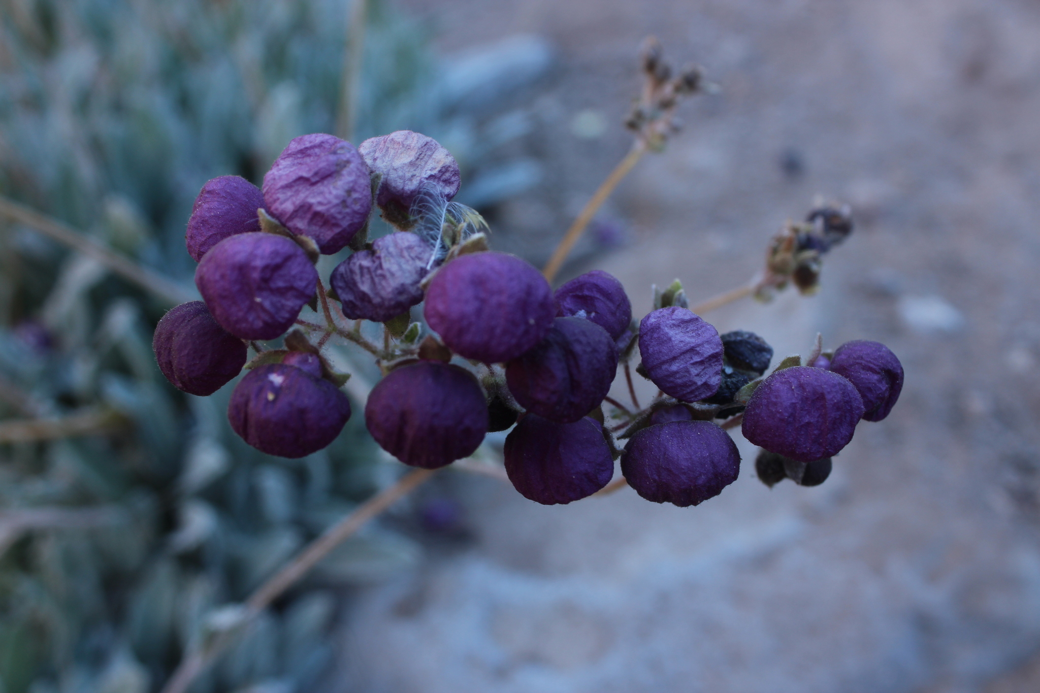 Calceolaria arachnoidea Graham