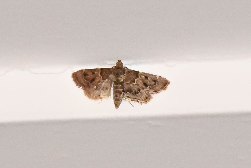 Tropical Meal Moth from Nudgee Beach QLD 4014, Australia on April 01 ...