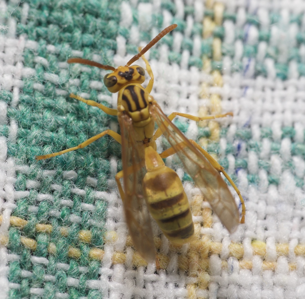 Gregarious Paper Wasps from La Romain, Trinidad and Tobago on April 01 ...