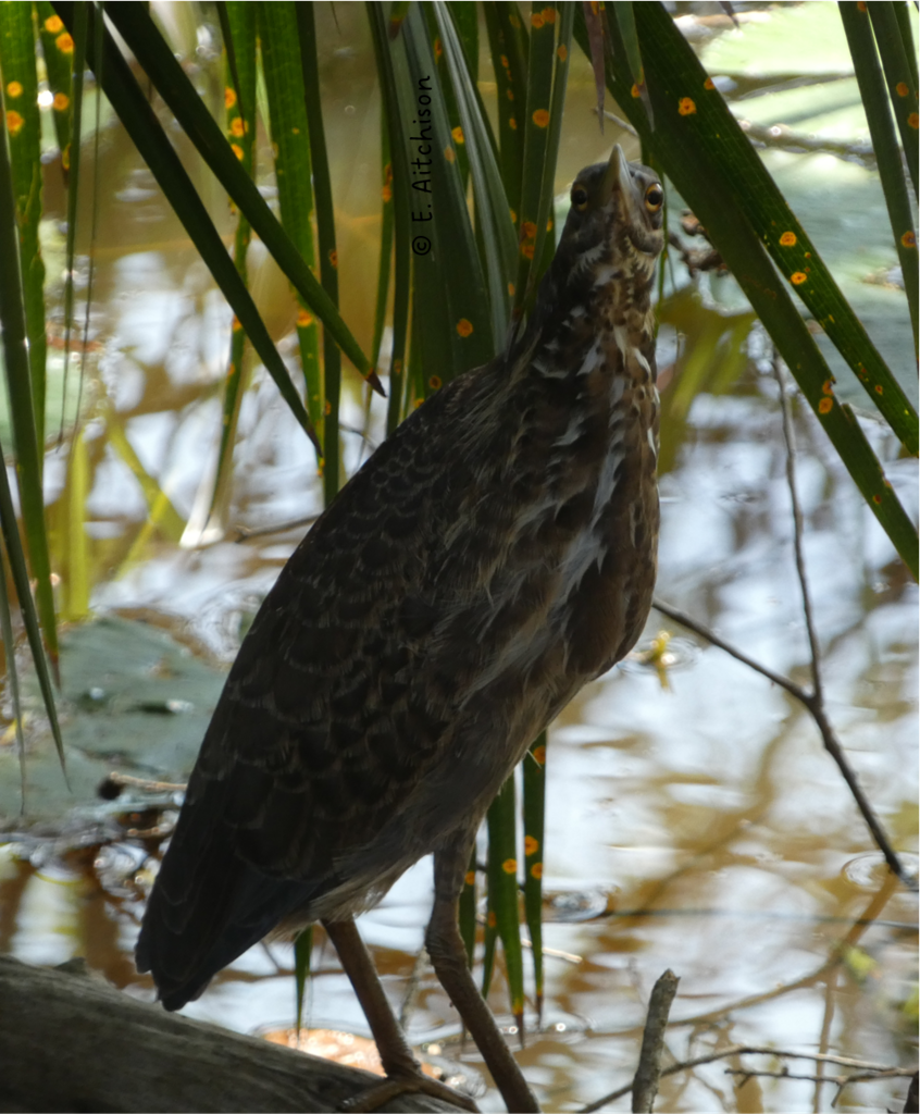 Black Bittern from Middle Point NT 0822, Australia on May 06, 2022 at ...