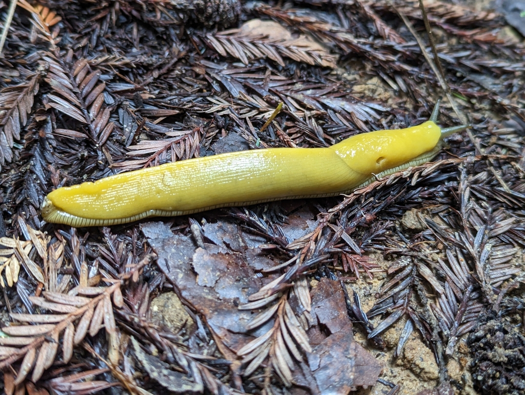 California Banana Slug from Palomar Park, CA 94062, USA on April 2 ...