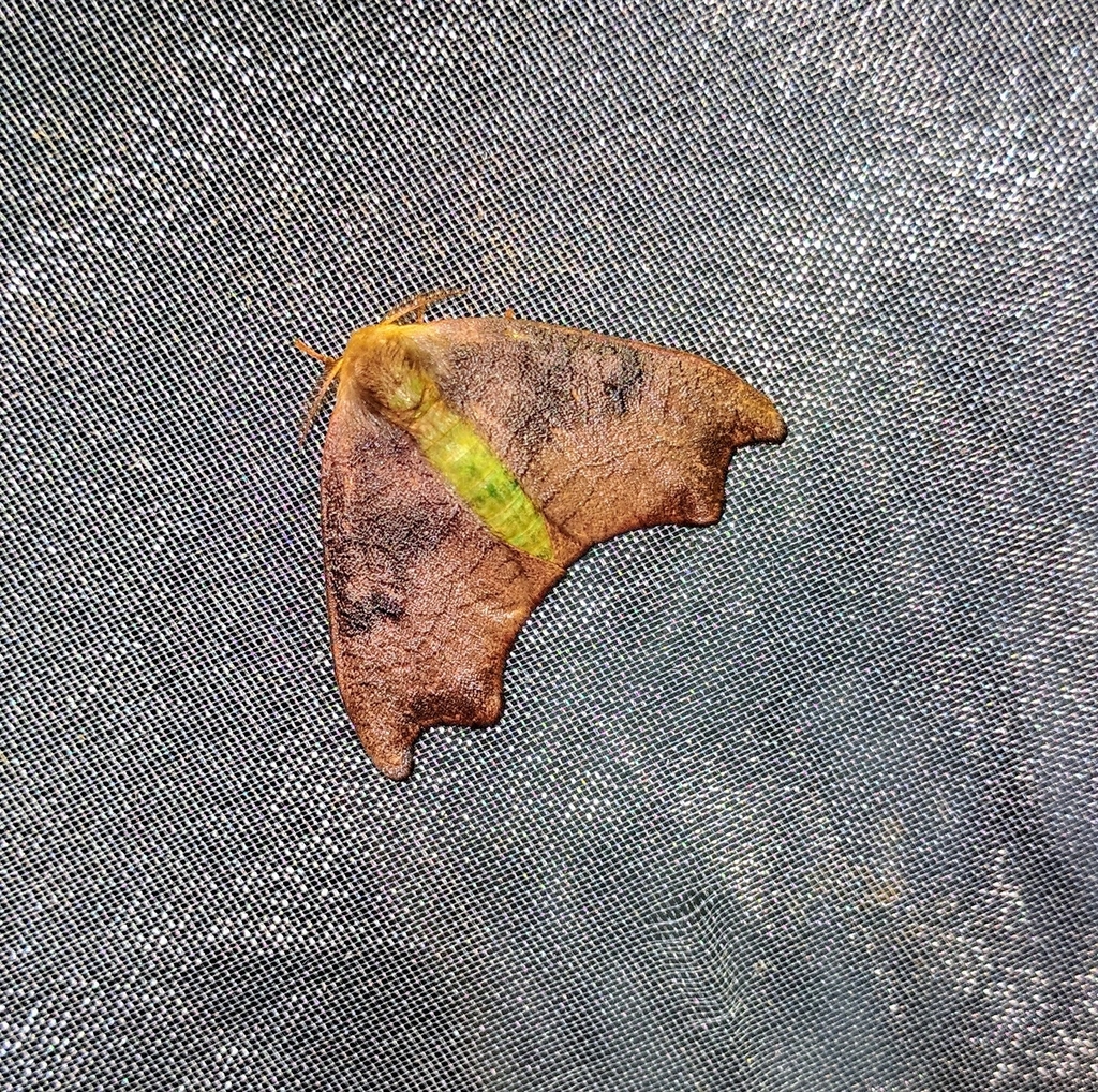 Arctornis marginata from 28750 Bentong, Pahang, Malaysia on October 31 ...