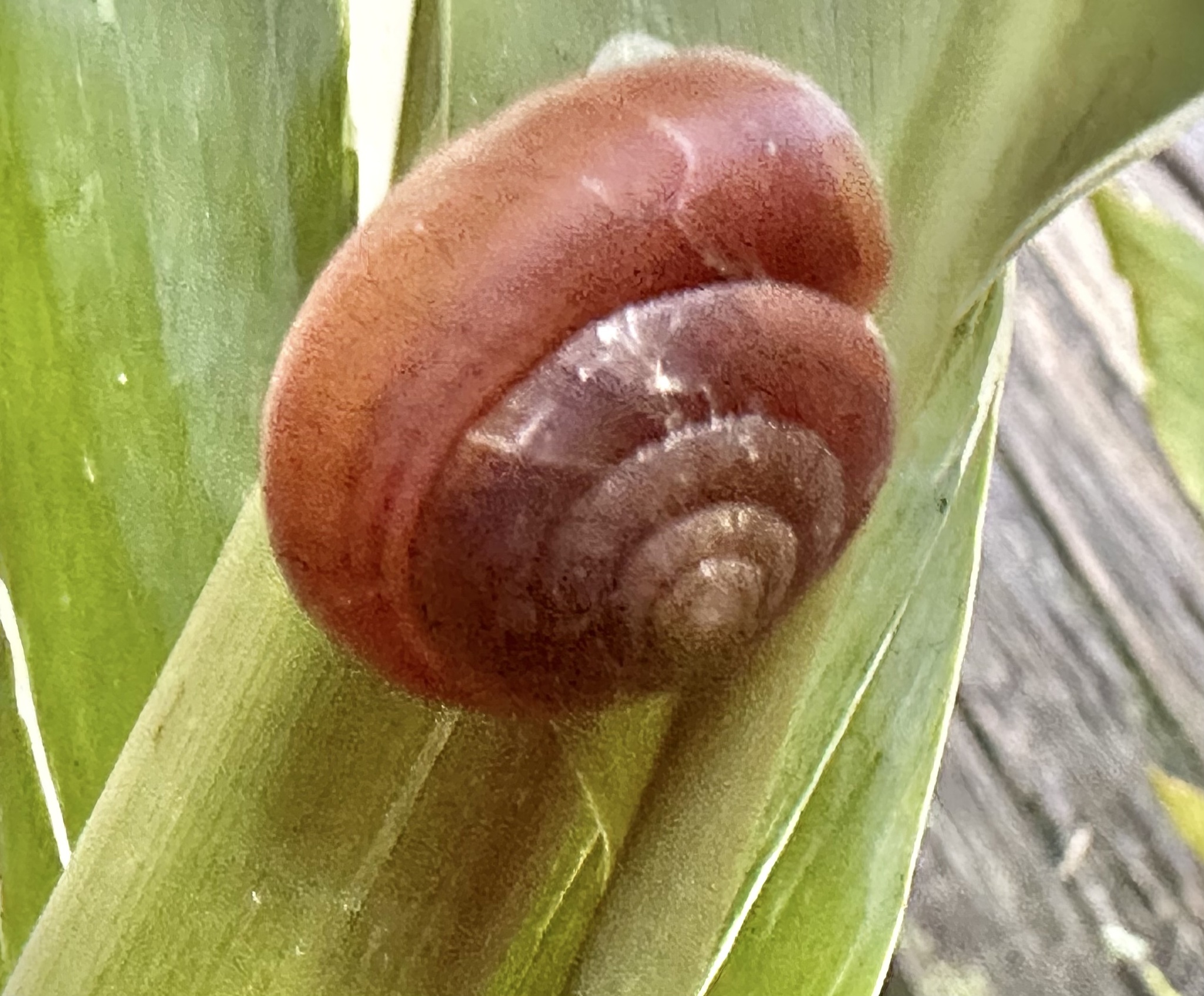 Quantula striata (J.E.Gray, 1834)