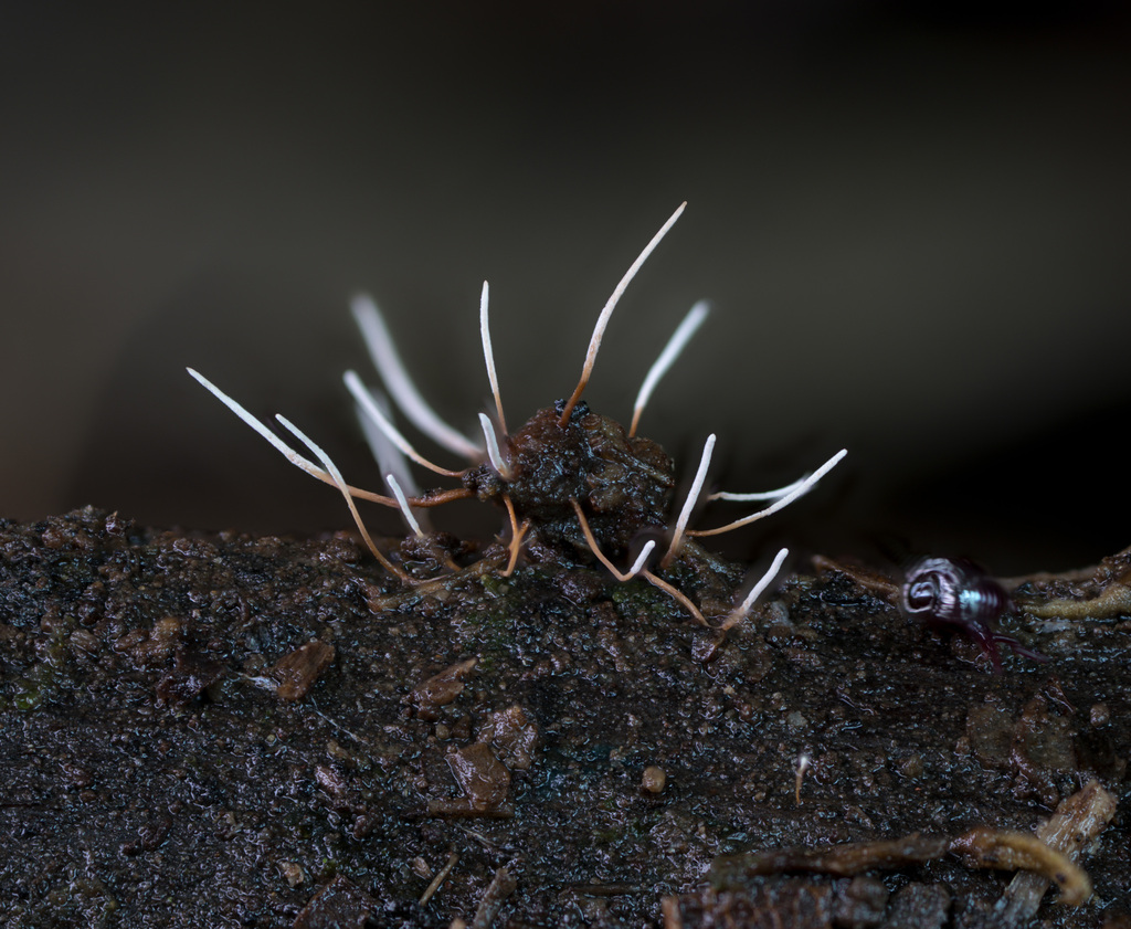 Akanthomyces aranearum from Pastaza Canton, Ecuador on April 01, 2023 ...