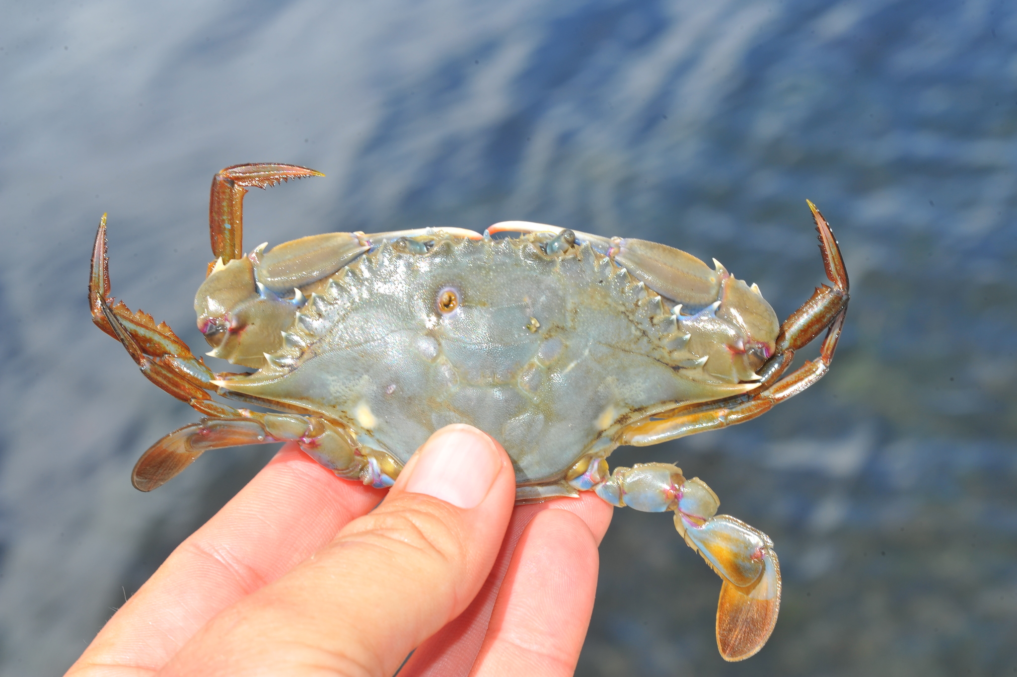 Callinectes danae Smith, 1869