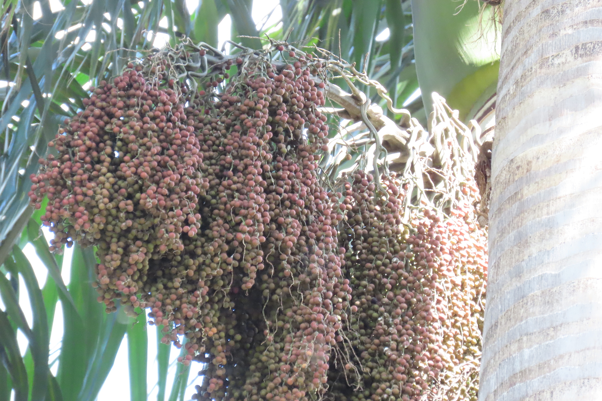 Roystonea regia (Kunth) O.F.Cook