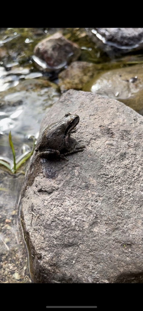 Baja California Tree Frog from Santa Clarita, CA, US on March 30, 2023 ...