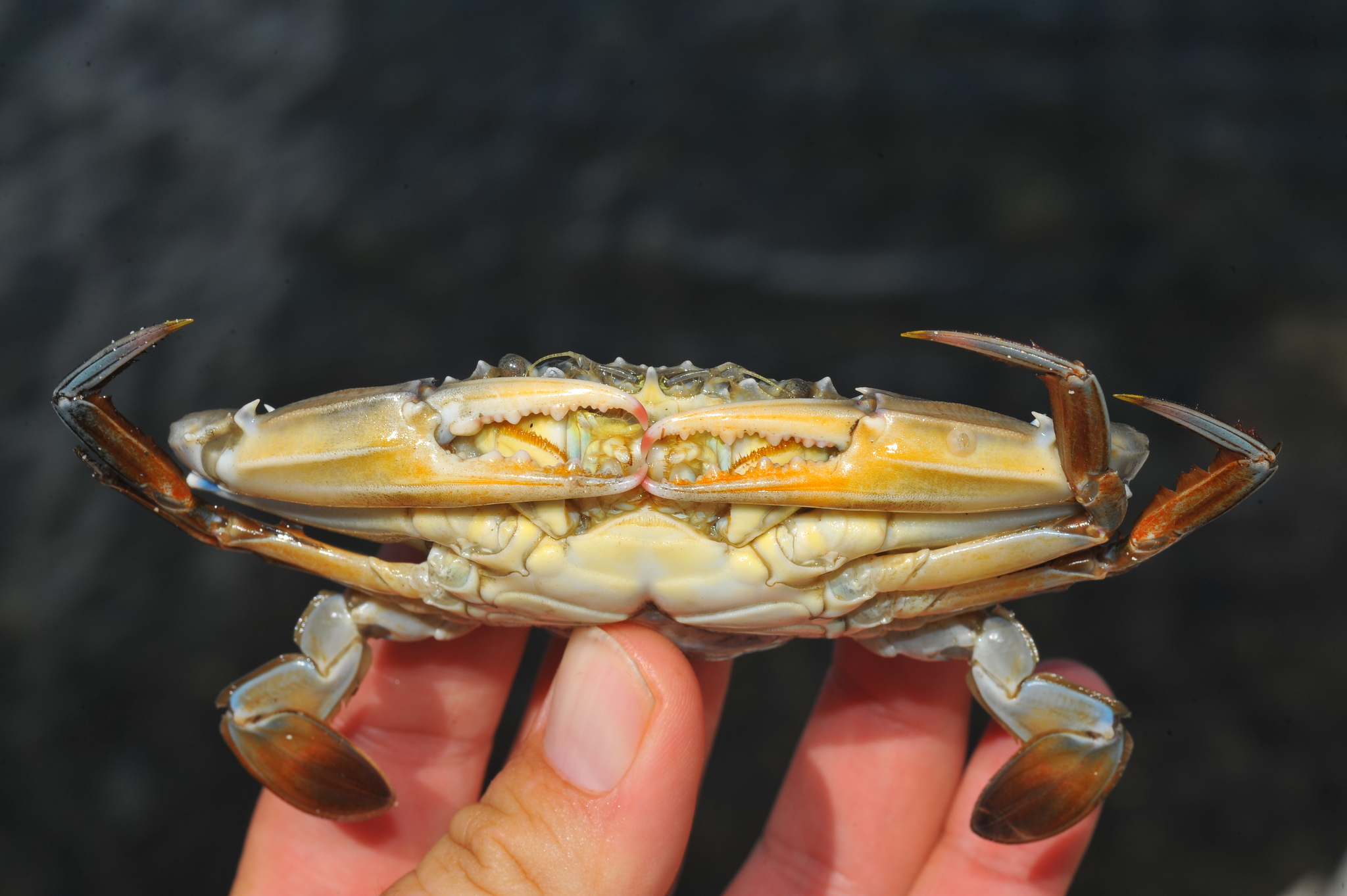 Callinectes danae Smith, 1869