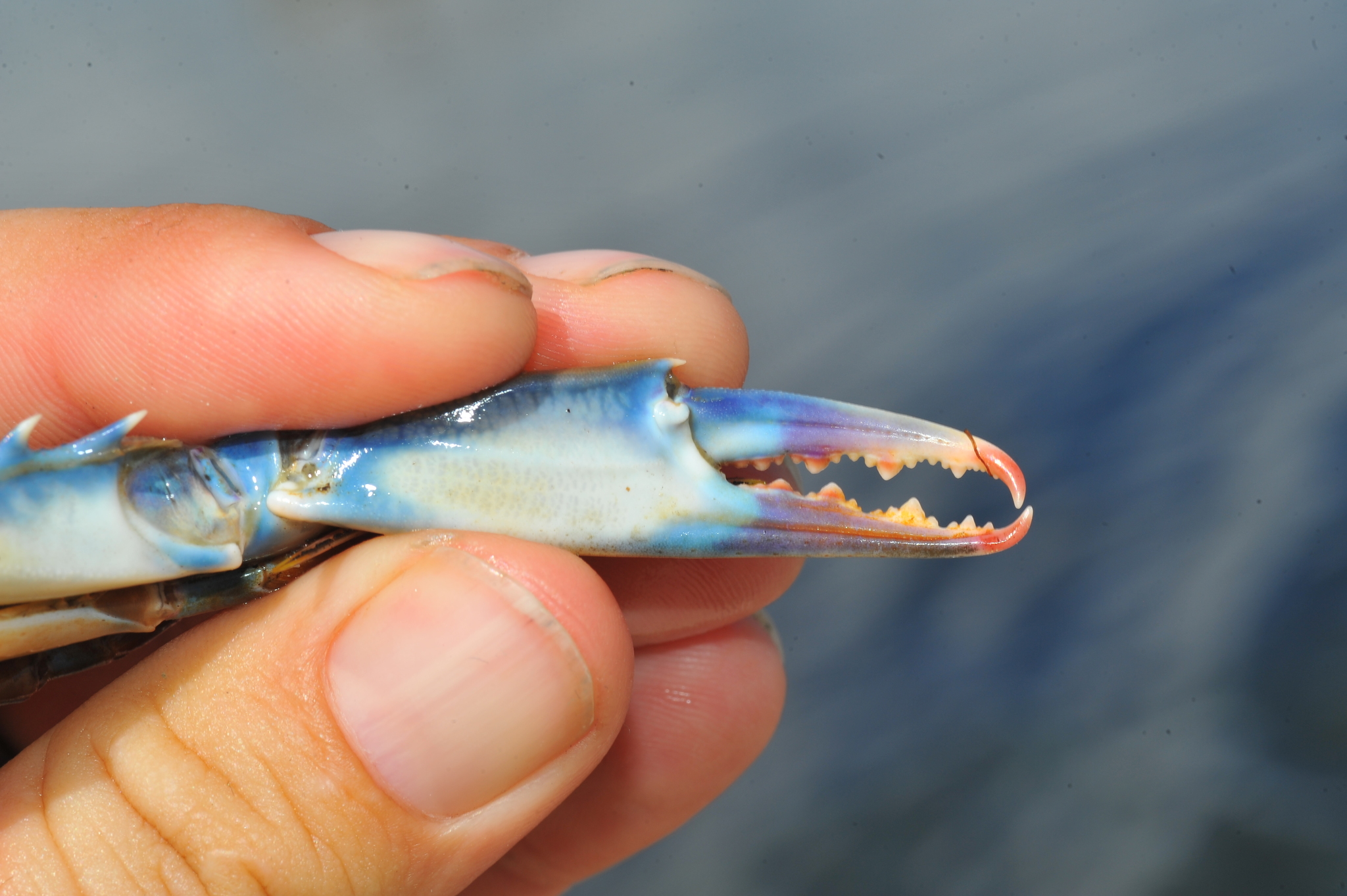 Callinectes danae Smith, 1869