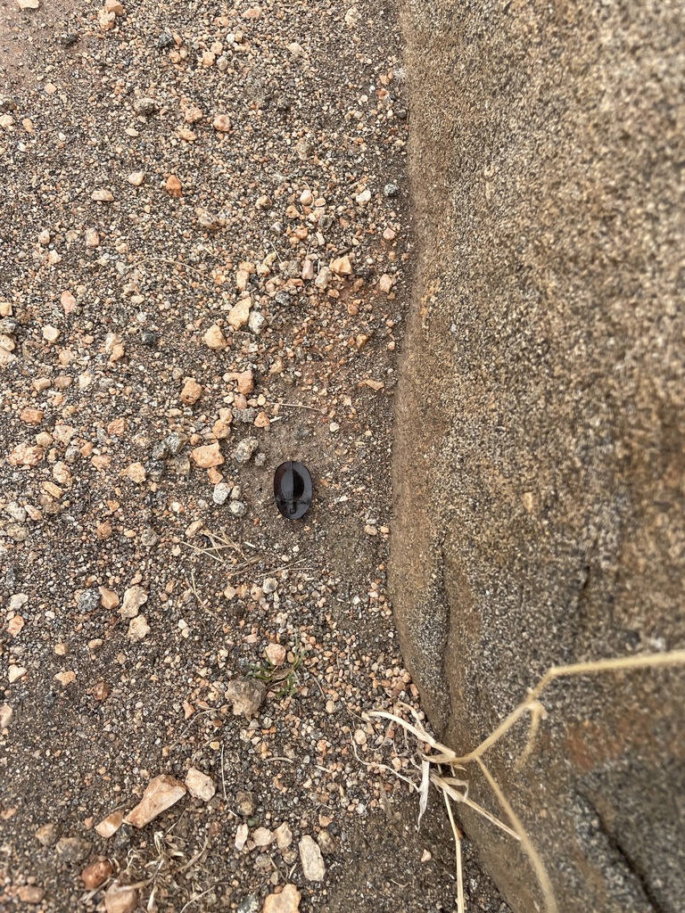 Pie-dish Beetles from Shearer Ward, Mannum, SA, AU on April 01, 2023 at ...