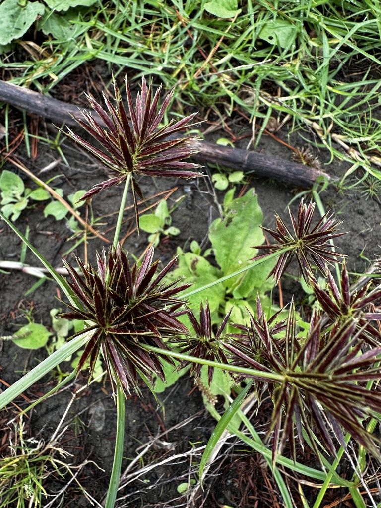 Purple Umbrella Sedge from Auckland, NZ on April 03, 2023 at 08:10 AM ...