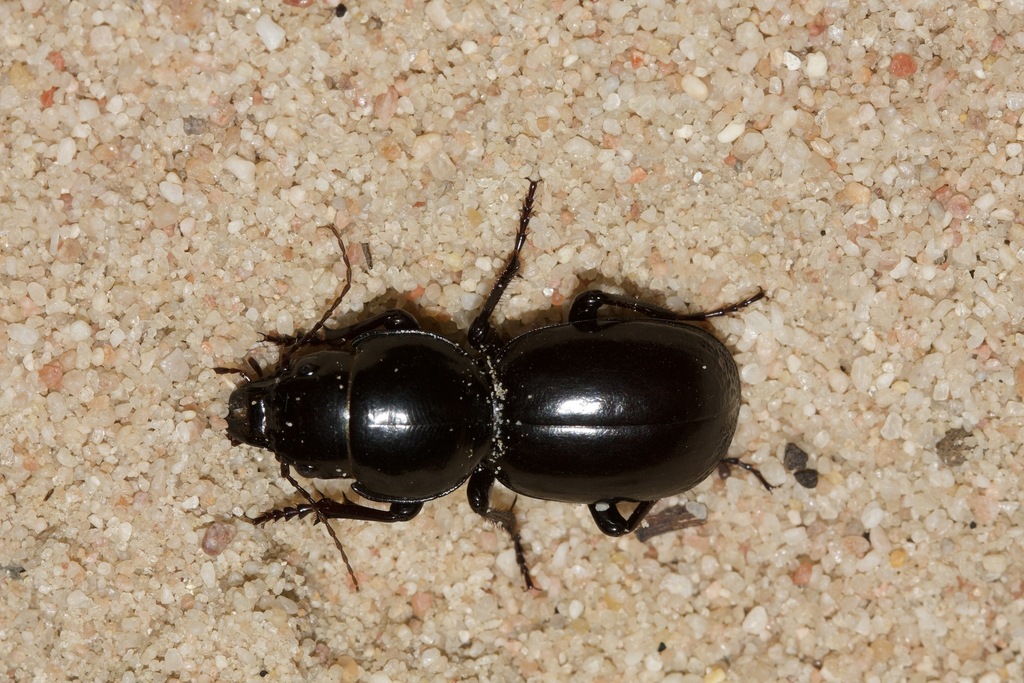Adotela apicalis from Nhill-Murrayville Rd, Big Desert VIC 3490 ...